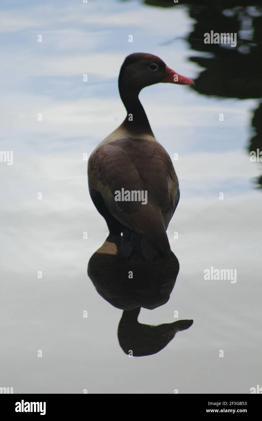 Fulvous Whistling Tree Duck Standing in water Stock Photo - Alamy