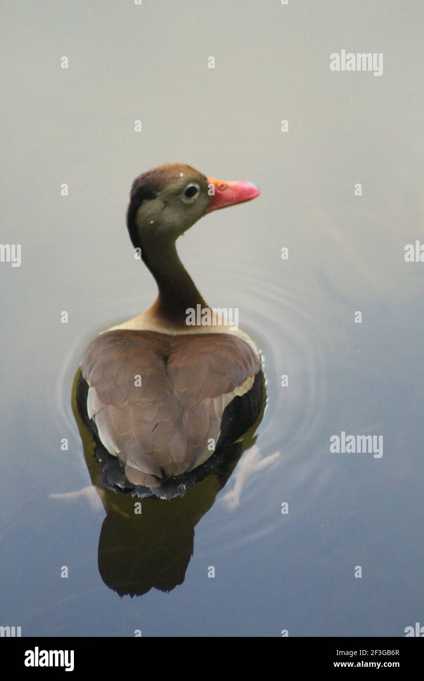 Tree duck hi-res stock photography and images - Alamy