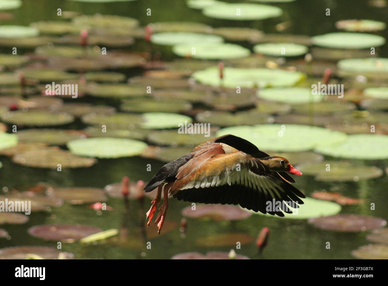 Florida whistling duck hi-res stock photography and images - Alamy