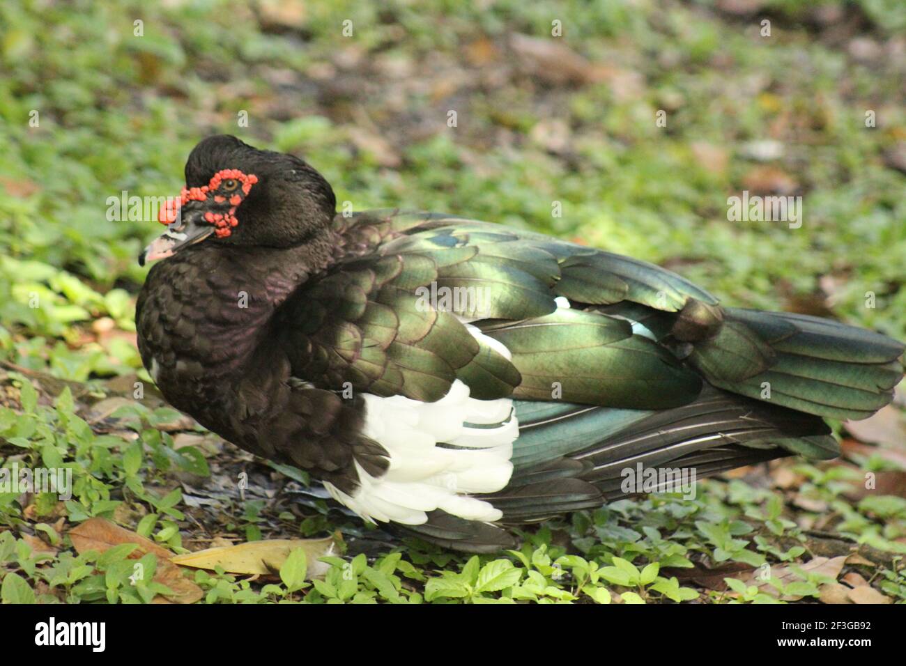 Male Muscovy Duck Stock Photo - Alamy