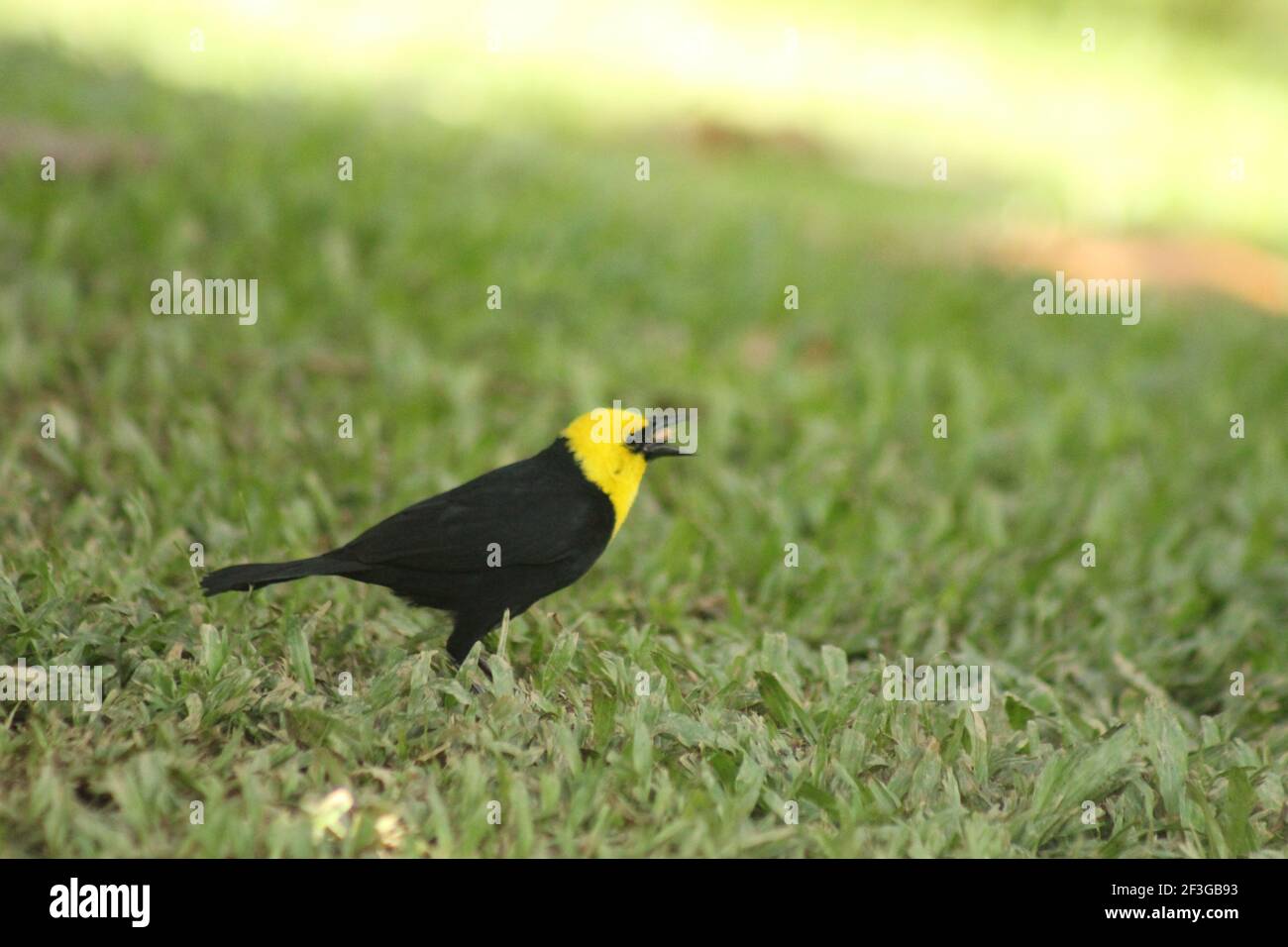 Yellow Head Black bird Stock Photo - Alamy