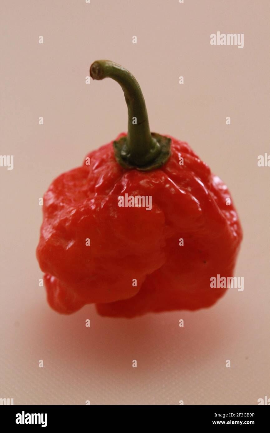 Scotch bonnet pepper hi-res stock photography and images - Alamy