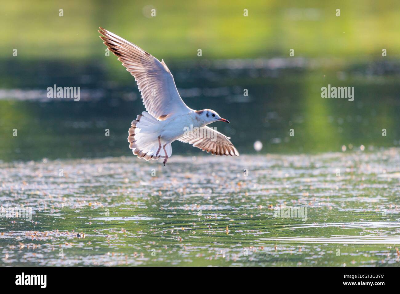 Seagull flying over water, Seagull landing, Bird flying, Bird landing ...