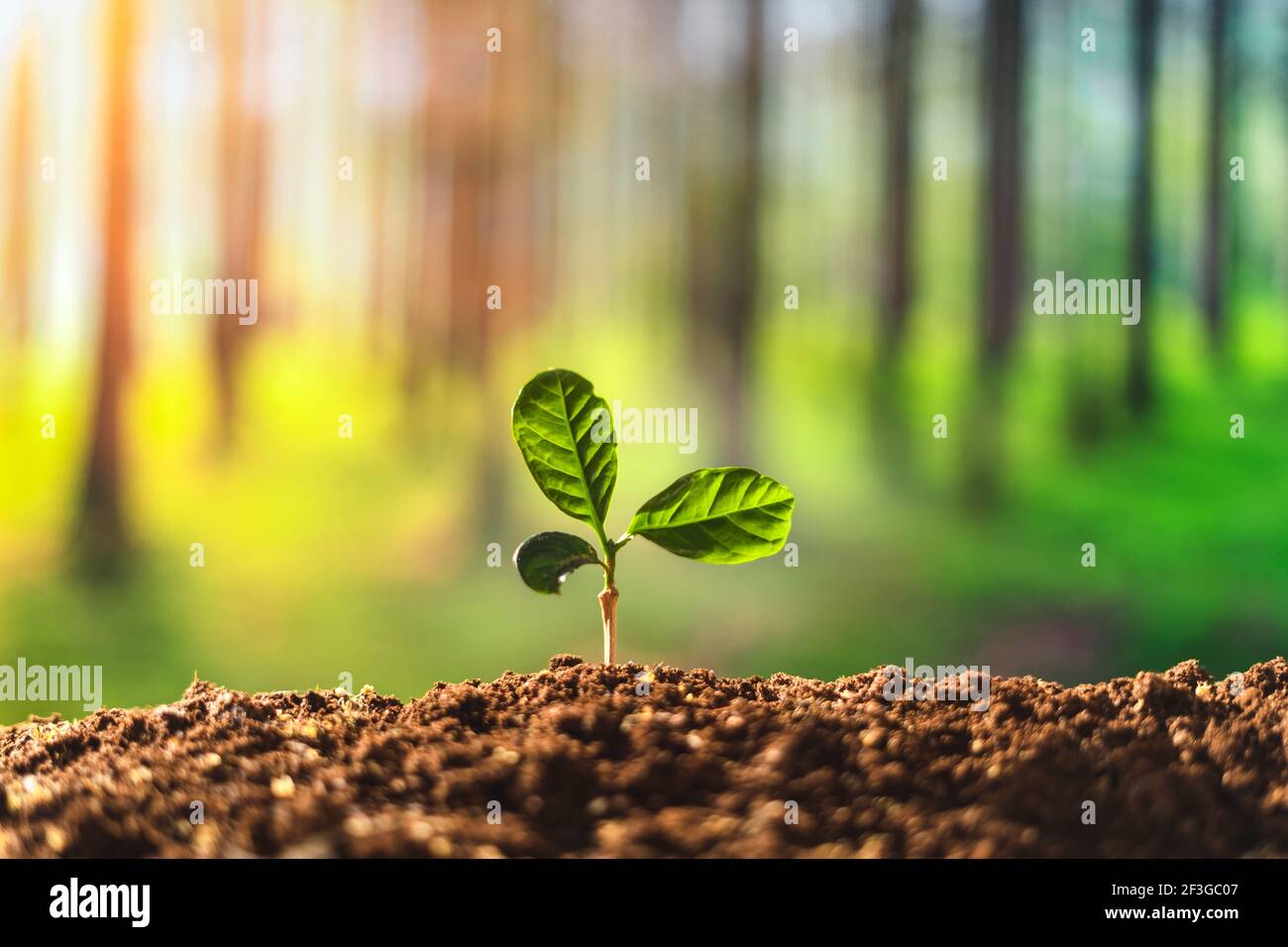 Small tree concept and tree planting Small trees on the ground Stock ...
