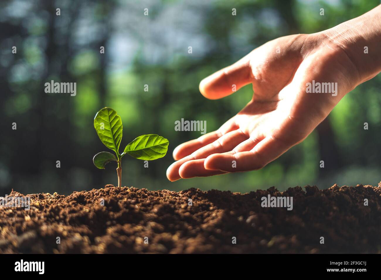 Small tree concept and tree planting Small trees on the ground Stock ...