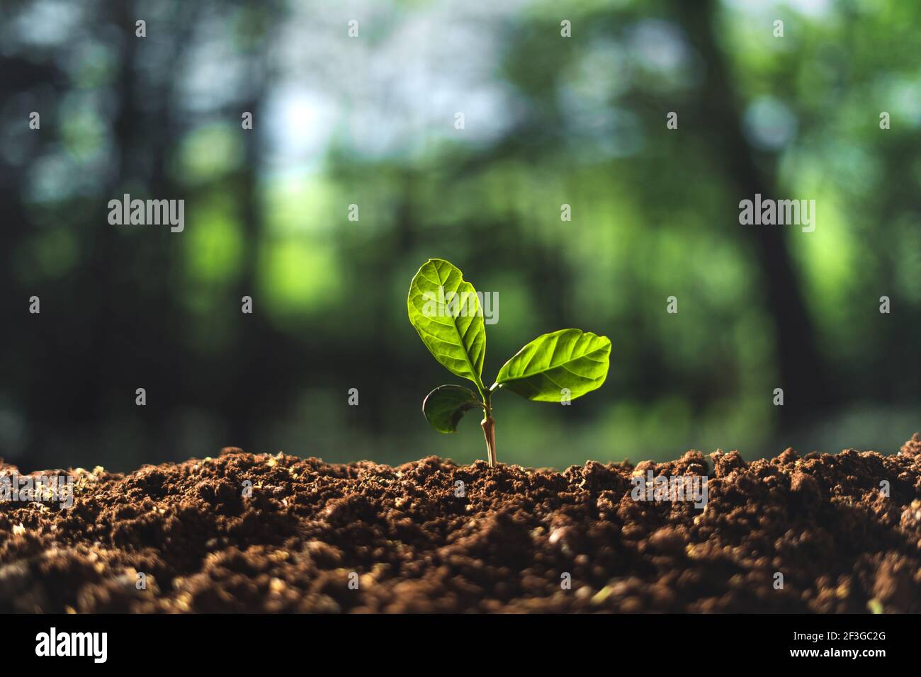 Small tree concept and tree planting Small trees on the ground Stock ...