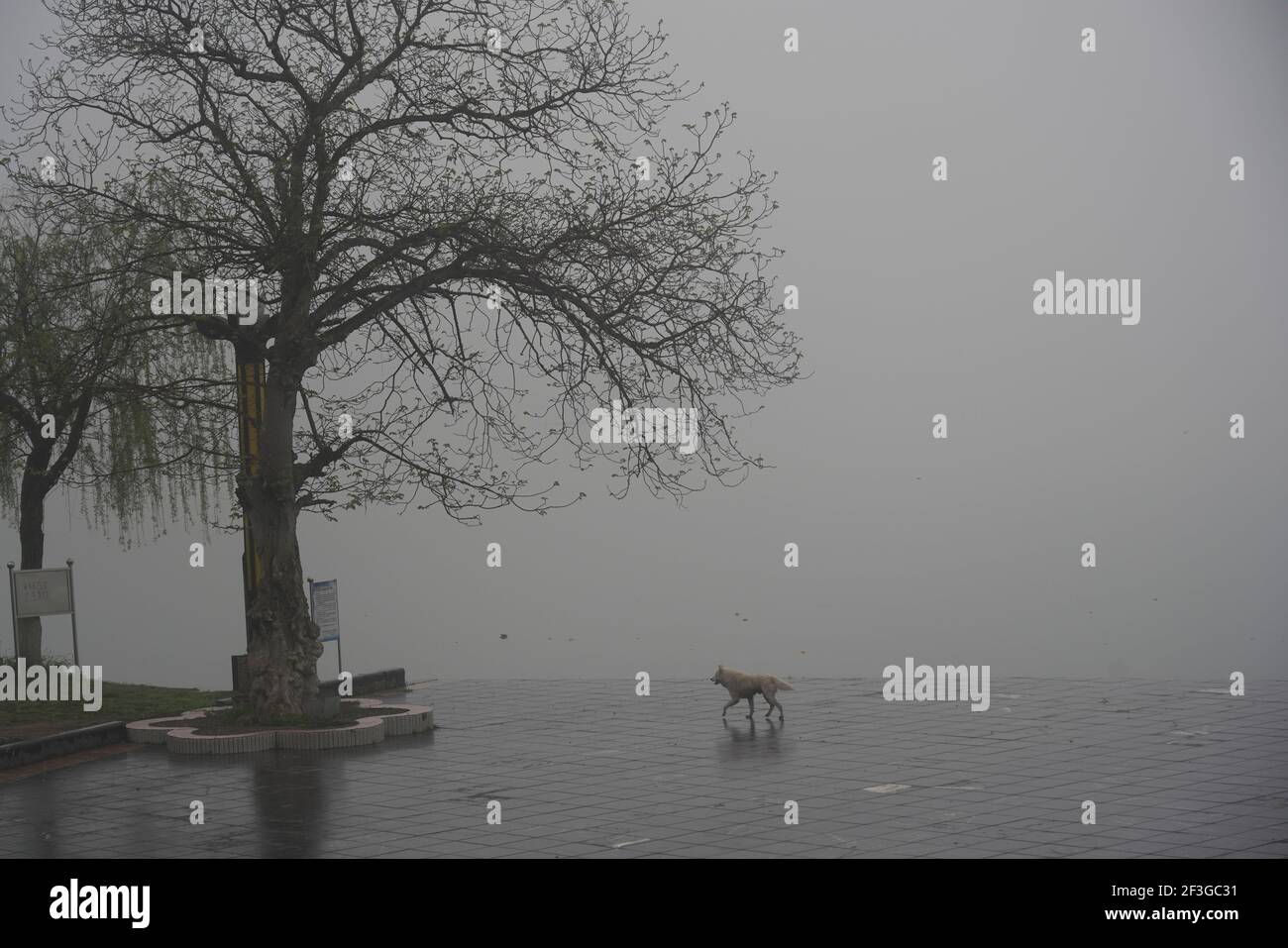 GUILIN, CHINA - MARCH 17, 2021 - A pet dog travels in thick fog in ...