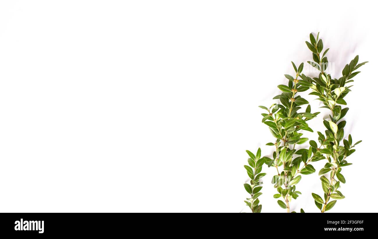 Ruscus plant branch with green leaves isolated on the white background ...