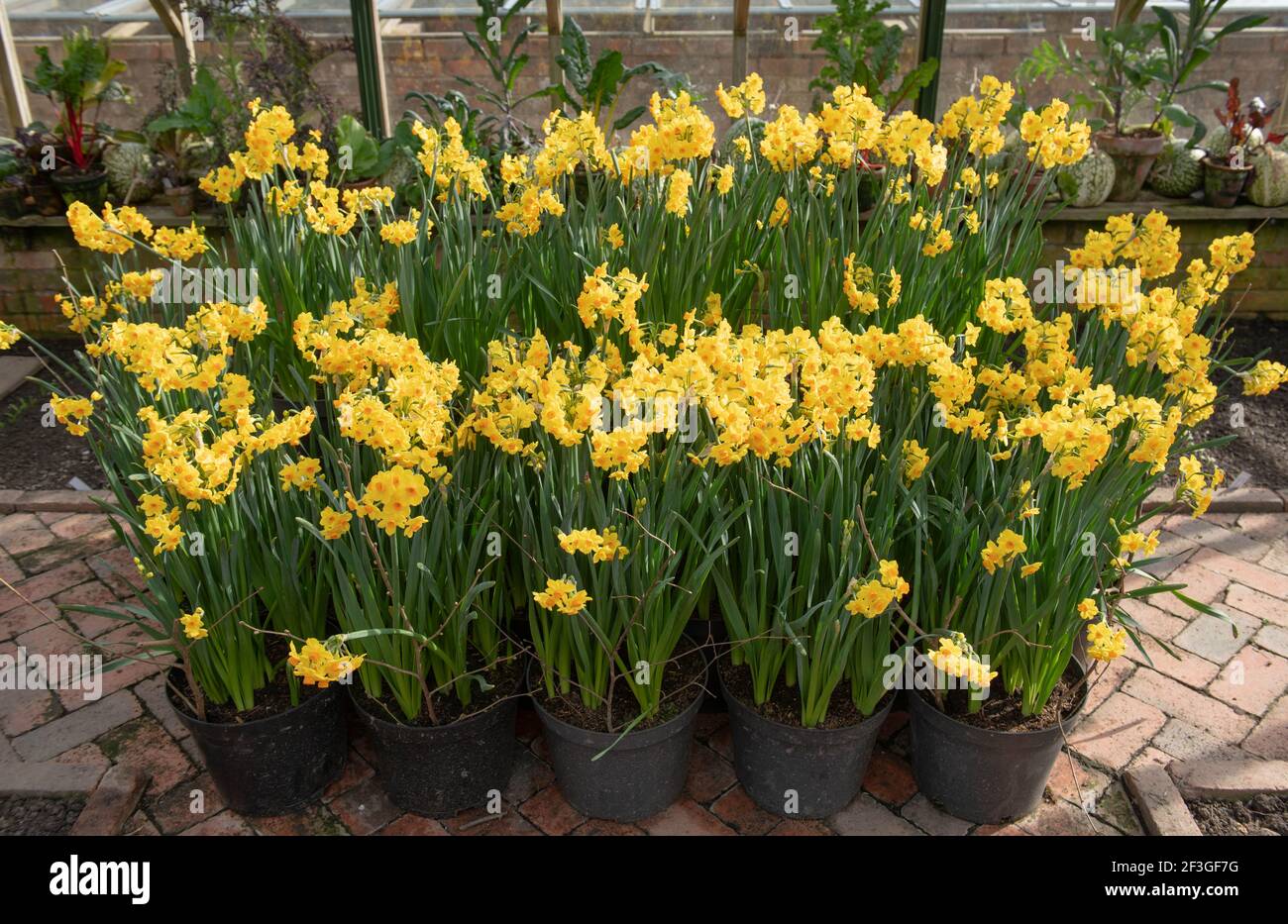 Display of Winter Flowering Bright Yellow Tazetta or Indoor Daffodil ...