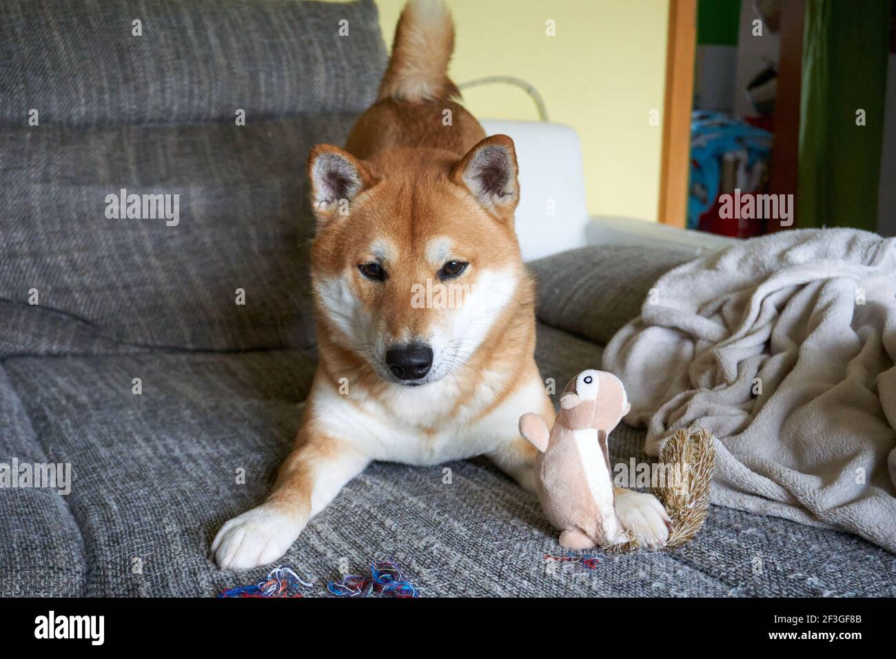 A playful Japanese Shiba Inu dog in the room Stock Photo - Alamy