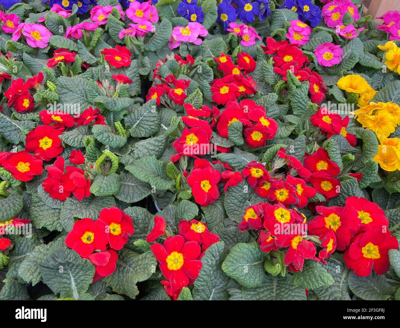 Background or Texture of a Tray of Colourful Spring Flowering Primrose ...