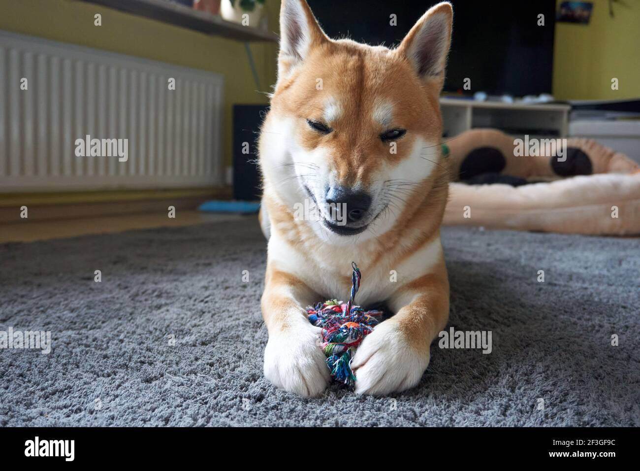 Shiba inu dog paws on hi-res stock photography and images - Alamy