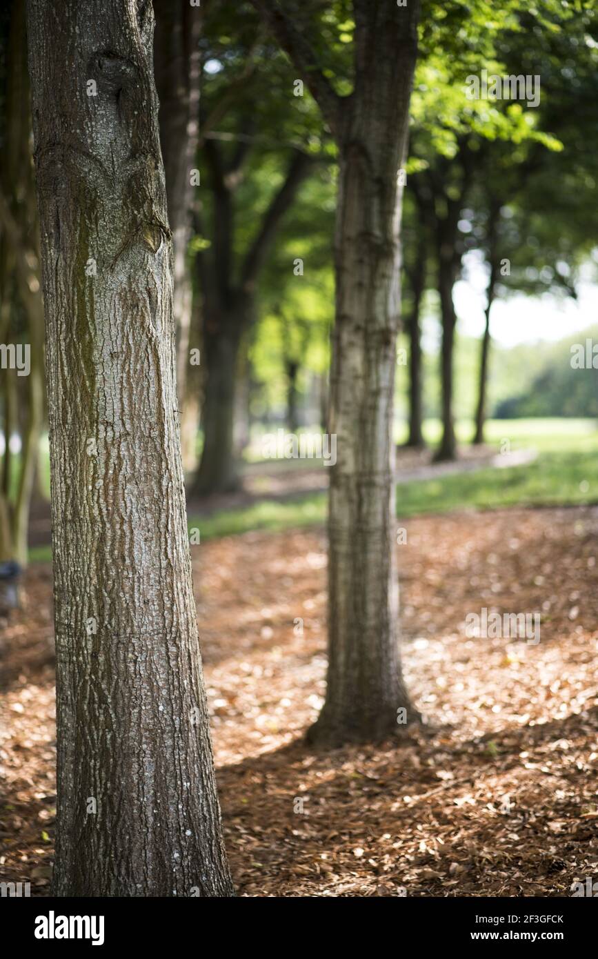 A vertical shot of growing trees in the park under the sunlight Stock ...