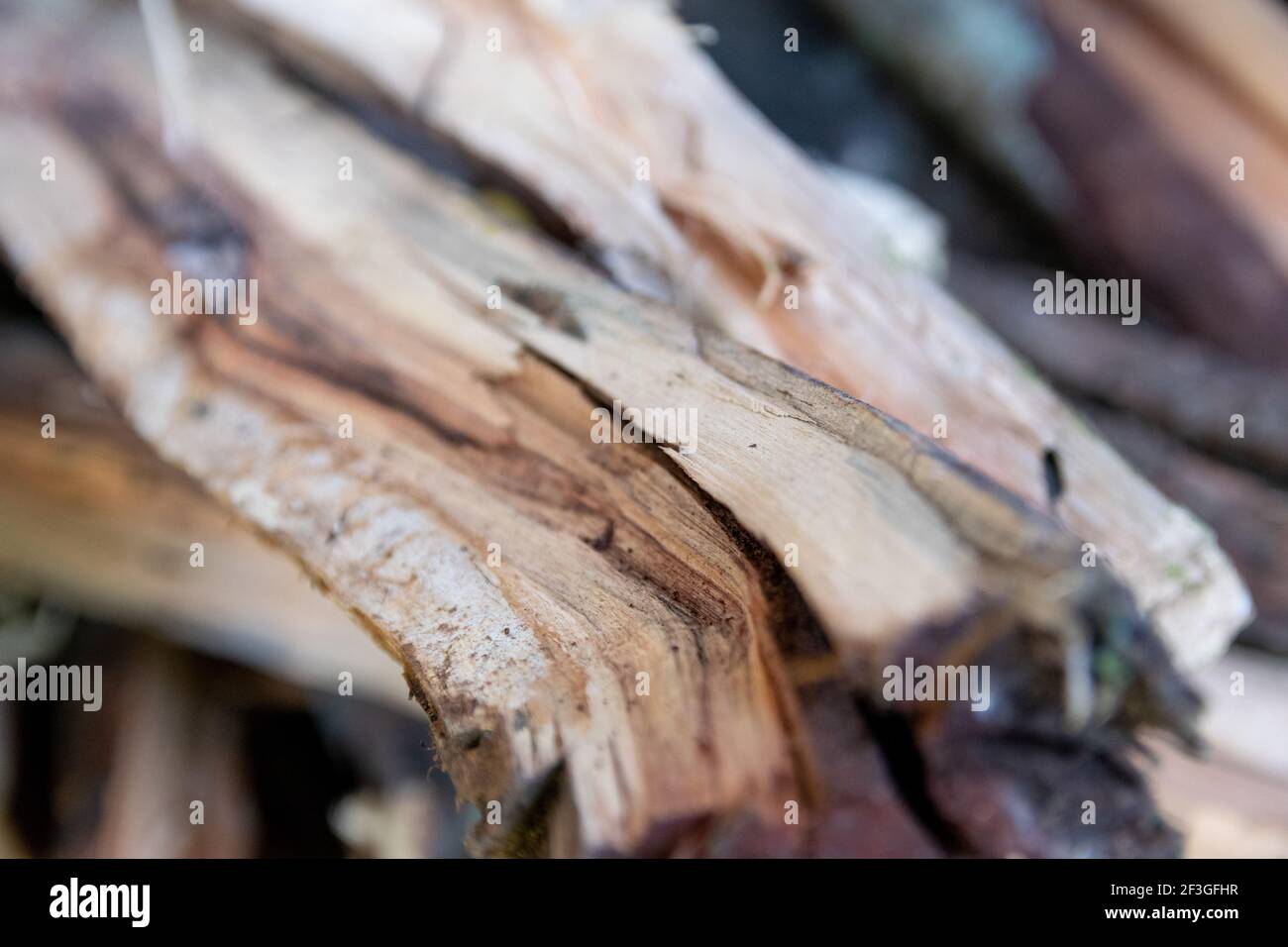 A selective focus of pile of tree branches composition as a background ...