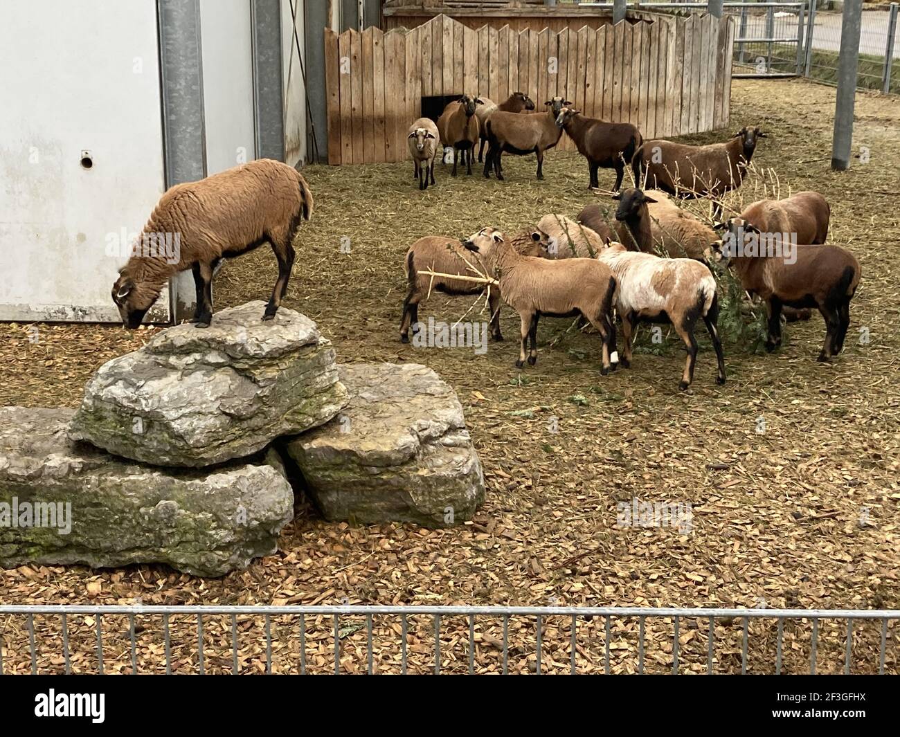 A tribe of goats grazing outside their pen at a farm Stock Photo - Alamy