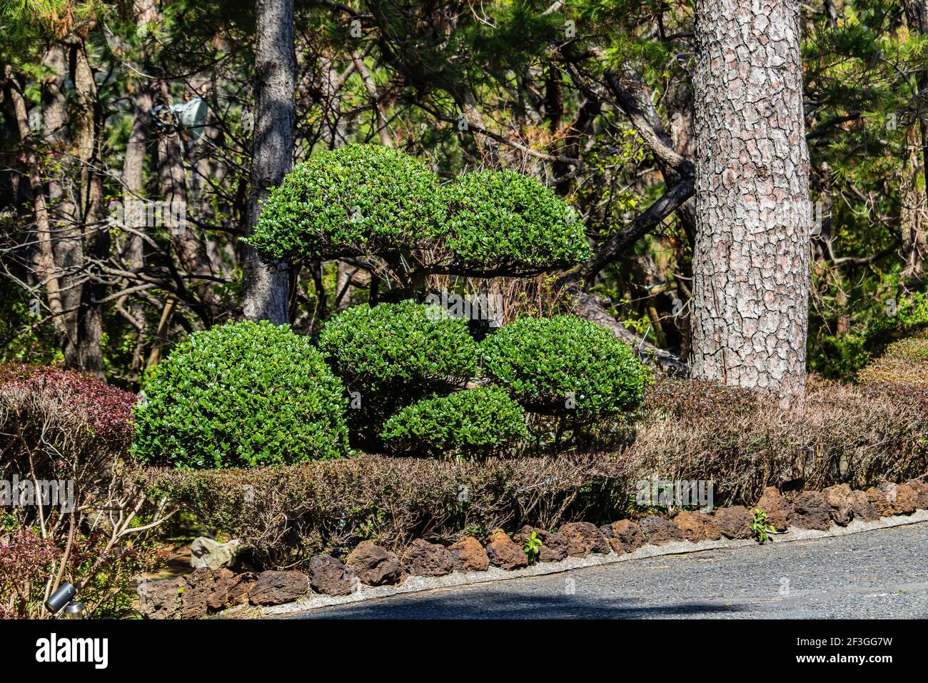 Samurai tree hi-res stock photography and images - Alamy