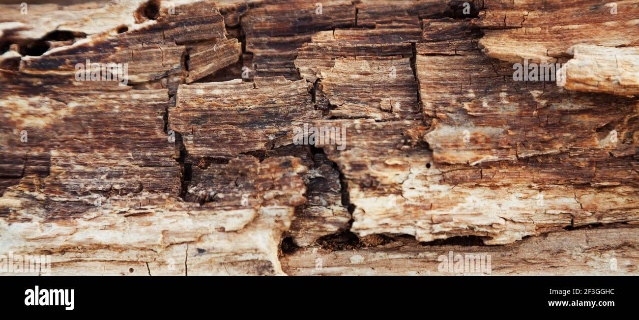Rotten wood texture. Rotten tree close-up and its rotten fragments ...