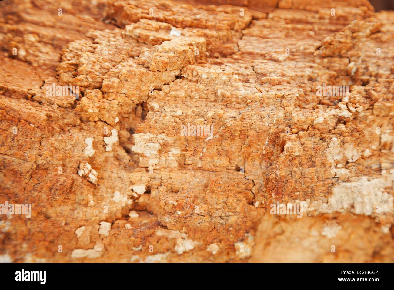 Rotten wood texture. Rotten tree close-up and its rotten fragments ...