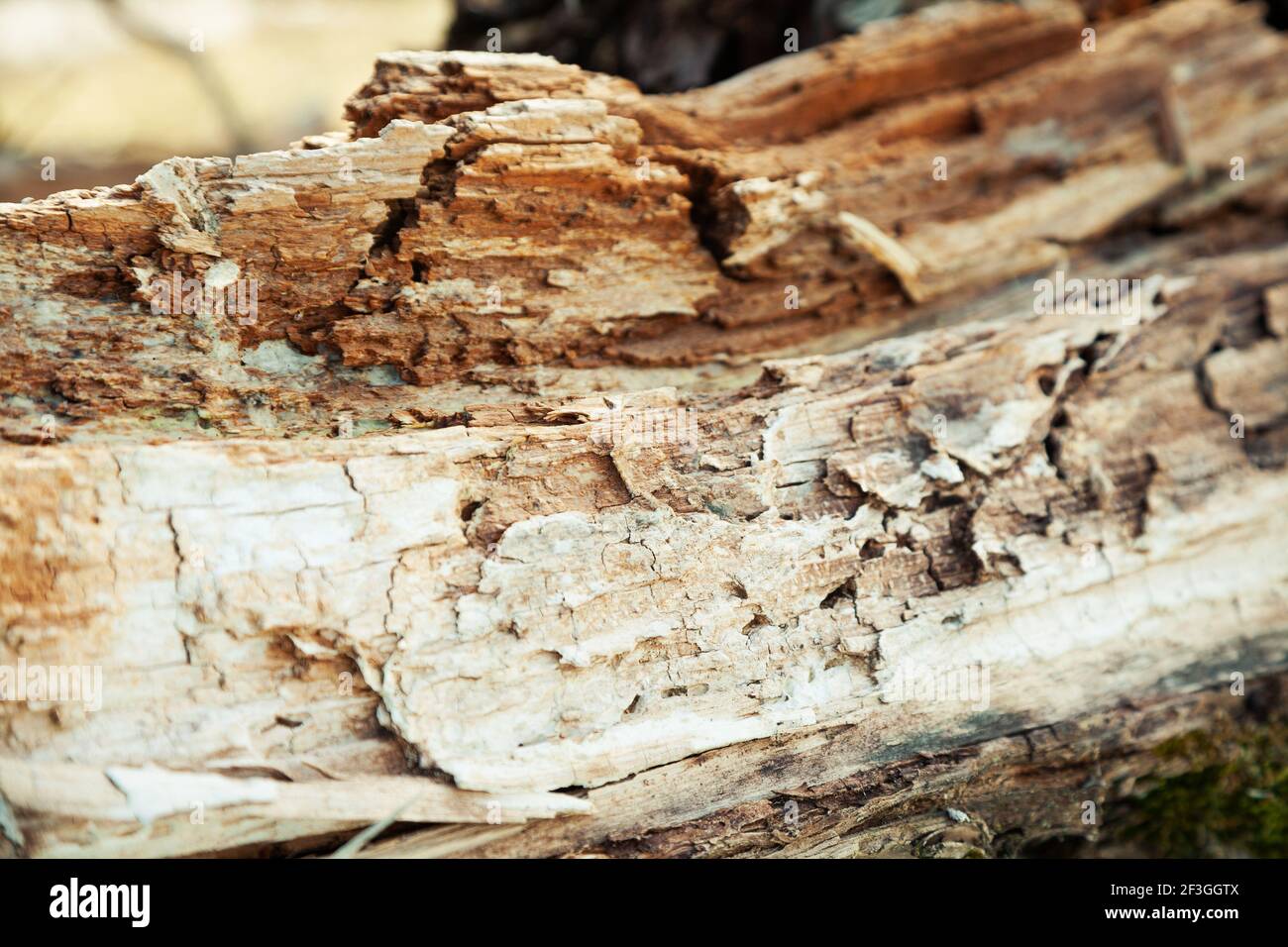 Rotten wood texture. Rotten tree close-up and its rotten fragments ...
