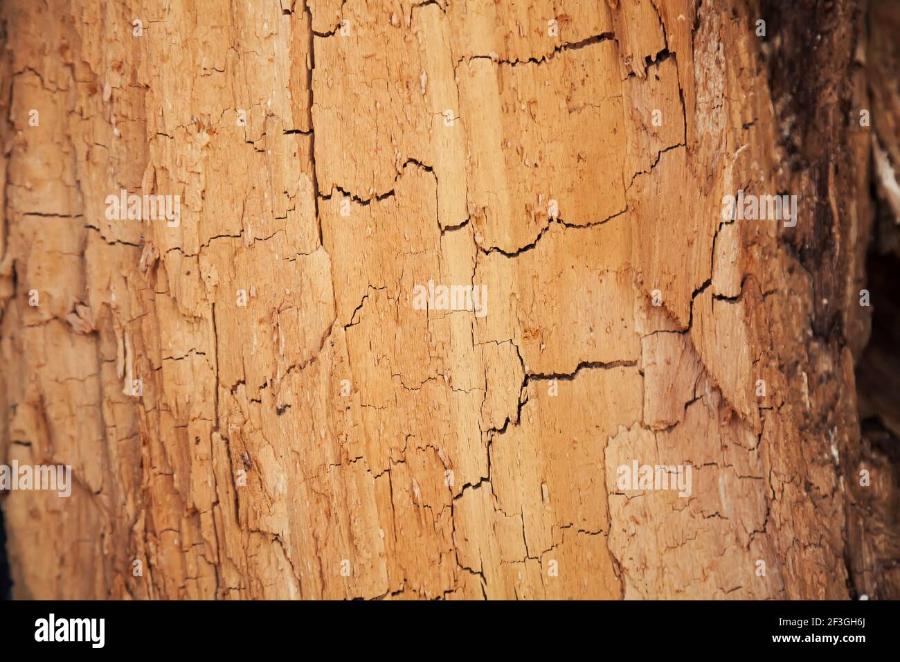 Rotten wood texture. Rotten tree close-up and its rotten fragments ...