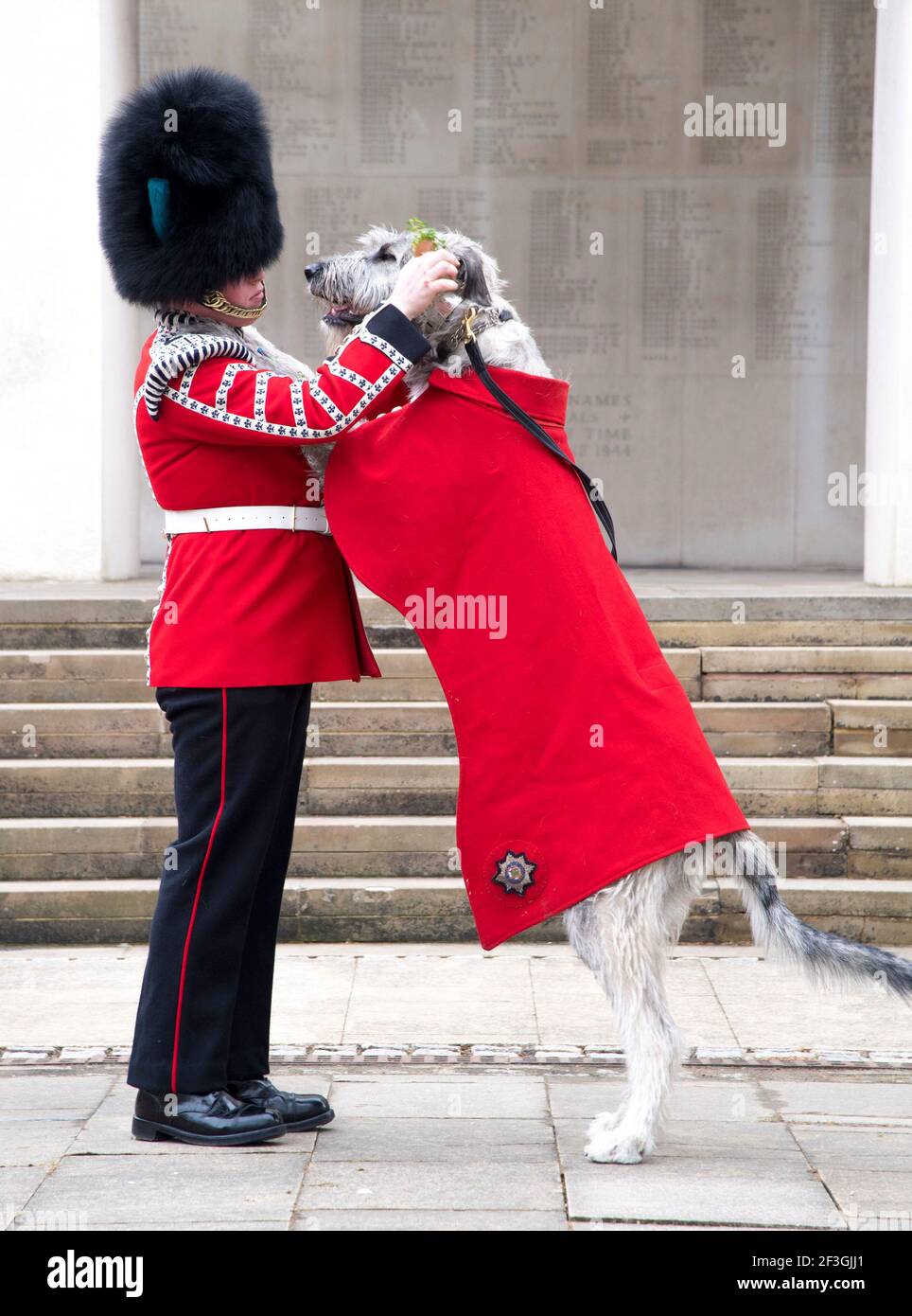 Irish Guards' new mascot, Irish Wolfhound Turlough Mor with his handler ...
