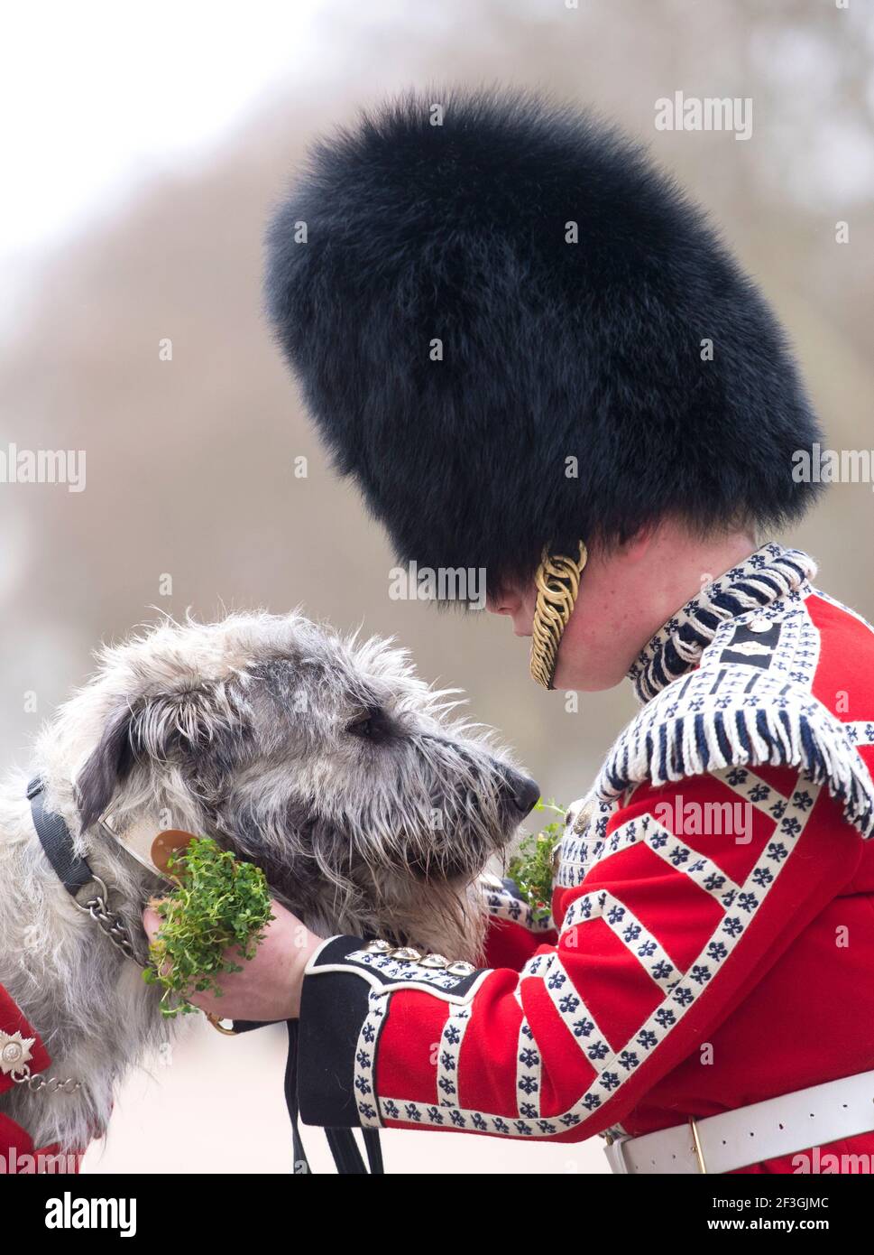 Irish Guards' new mascot, Irish Wolfhound Turlough Mor with his handler ...