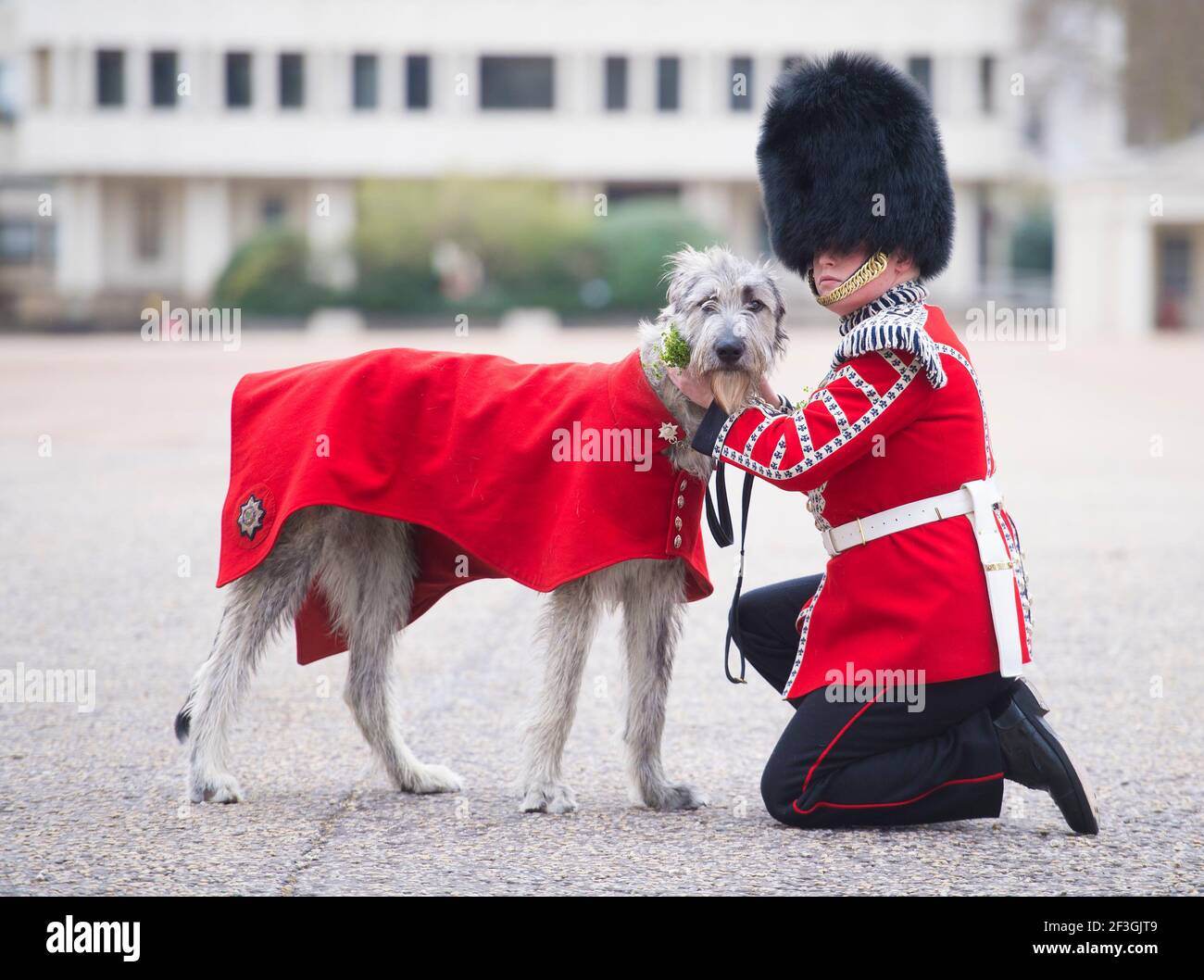 Irish Guards' new mascot, Irish Wolfhound Turlough Mor with his handler ...