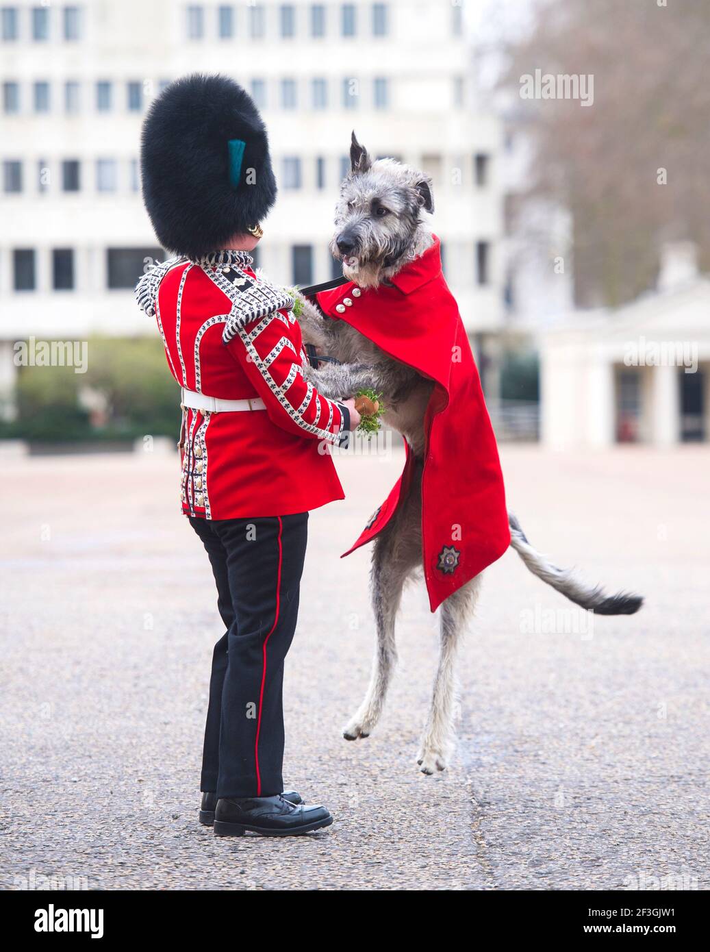 Irish Guards' new mascot, Irish Wolfhound Turlough Mor with his handler ...