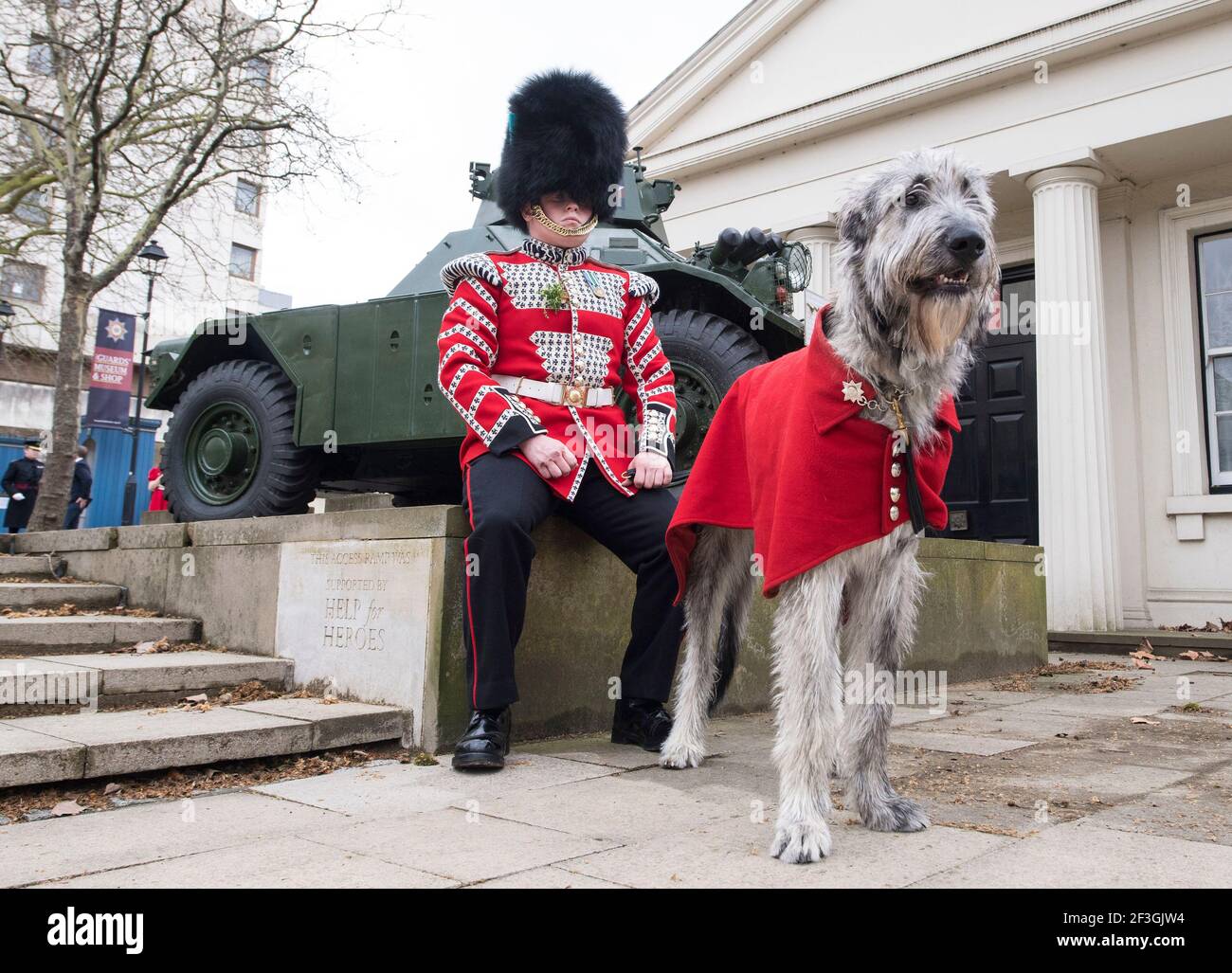 Irish Guards' new mascot, Irish Wolfhound Turlough Mor with his handler ...