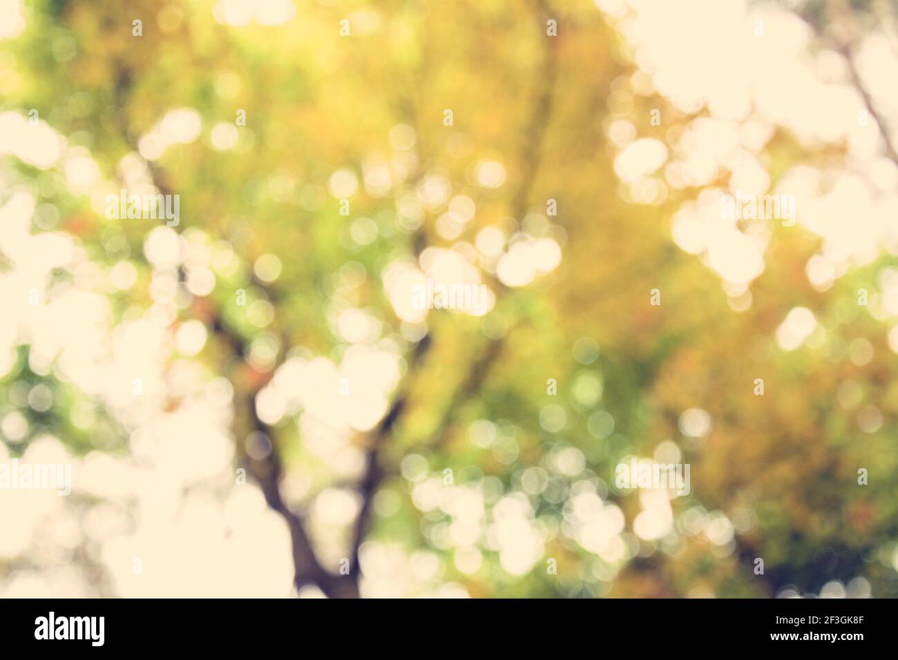 Blurred tree background Stock Photo - Alamy