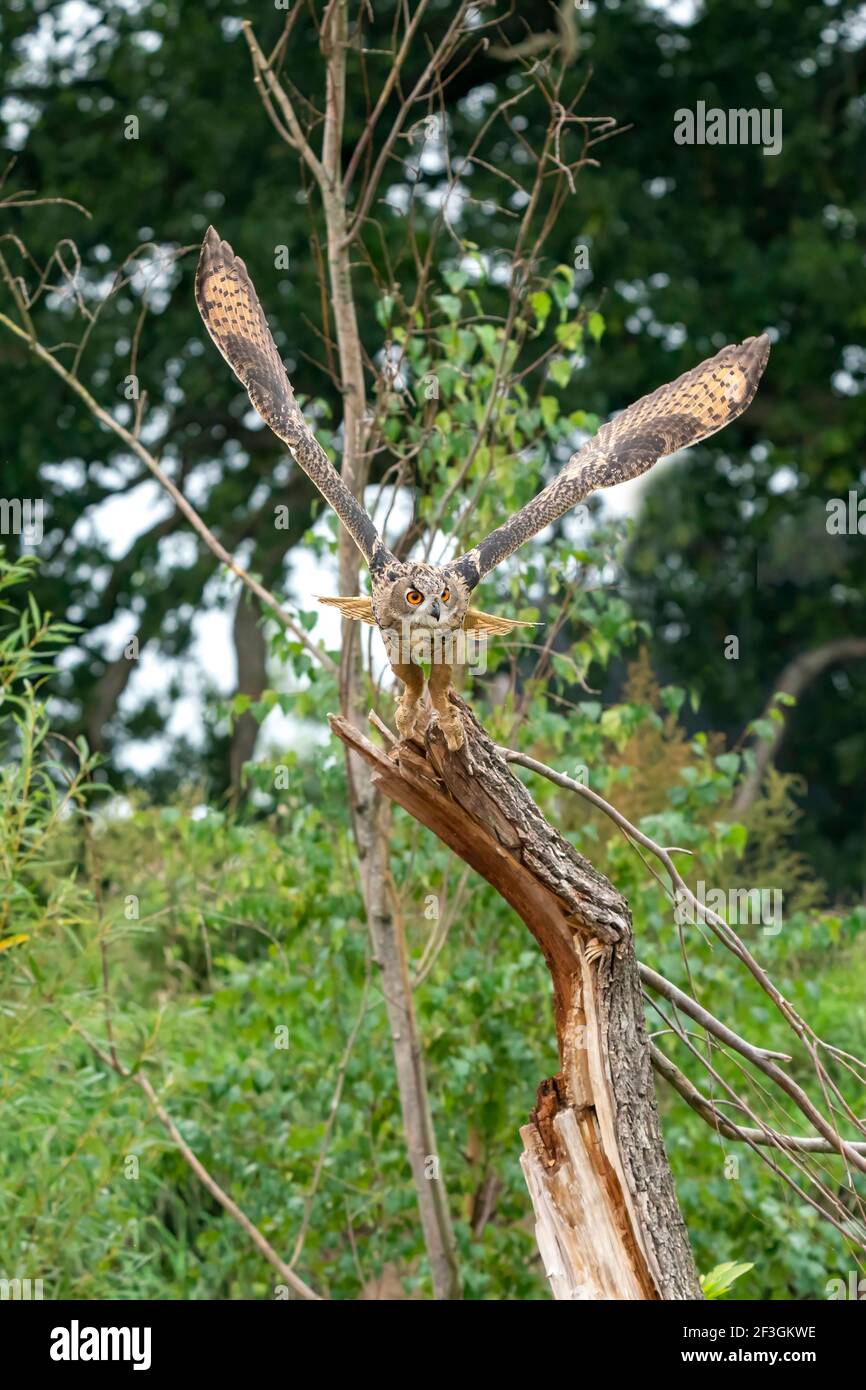 A Eurasian Eagle Owl or Eagle Owl Flying above a tree stump in the ...