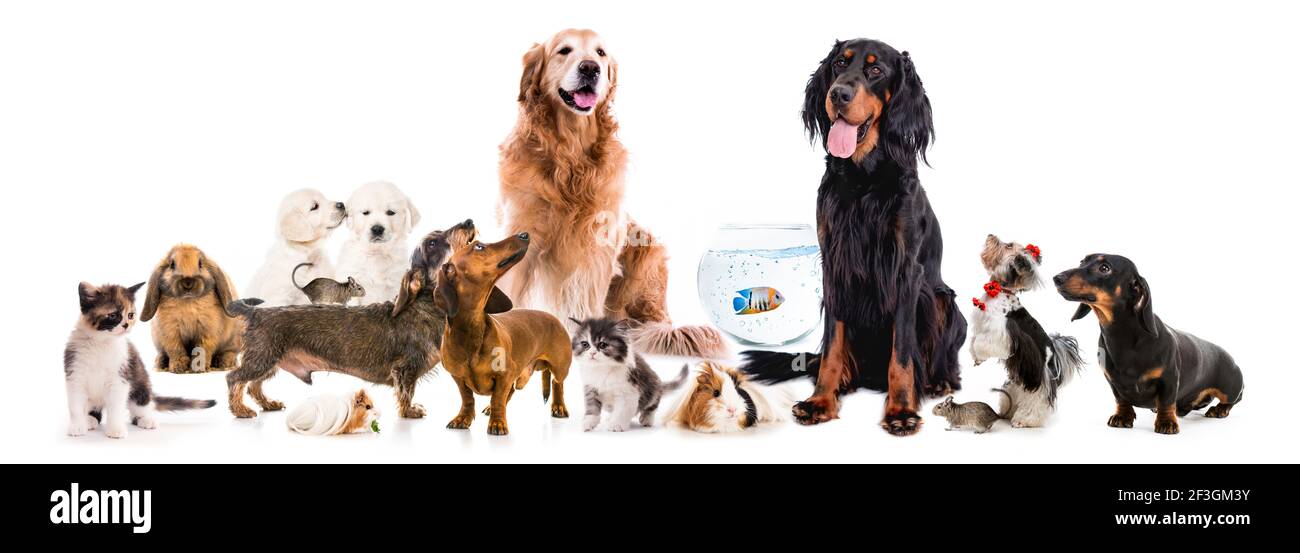 Collage of pets isolated on white background Stock Photo - Alamy