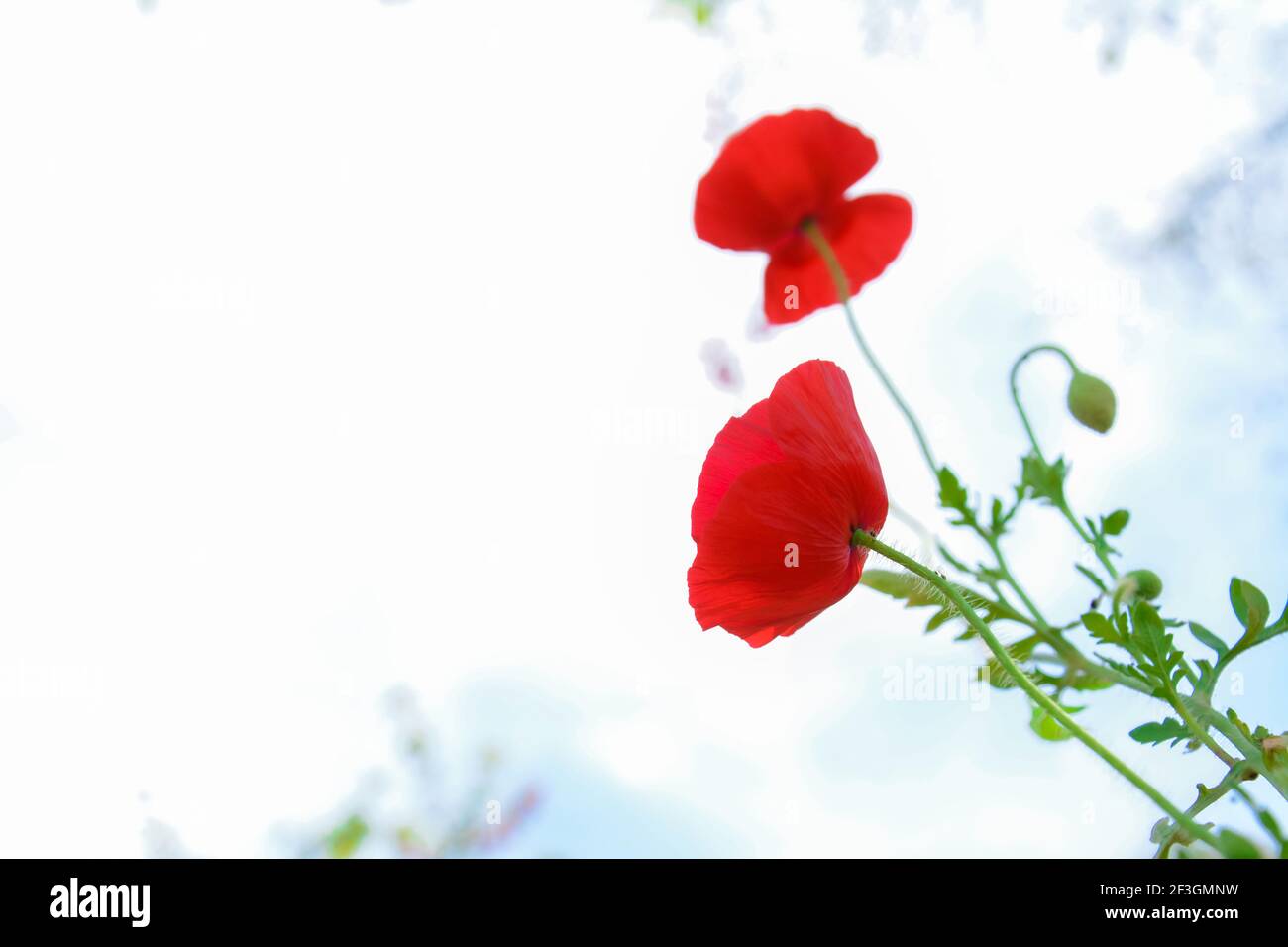 Opium flower hi-res stock photography and images - Alamy