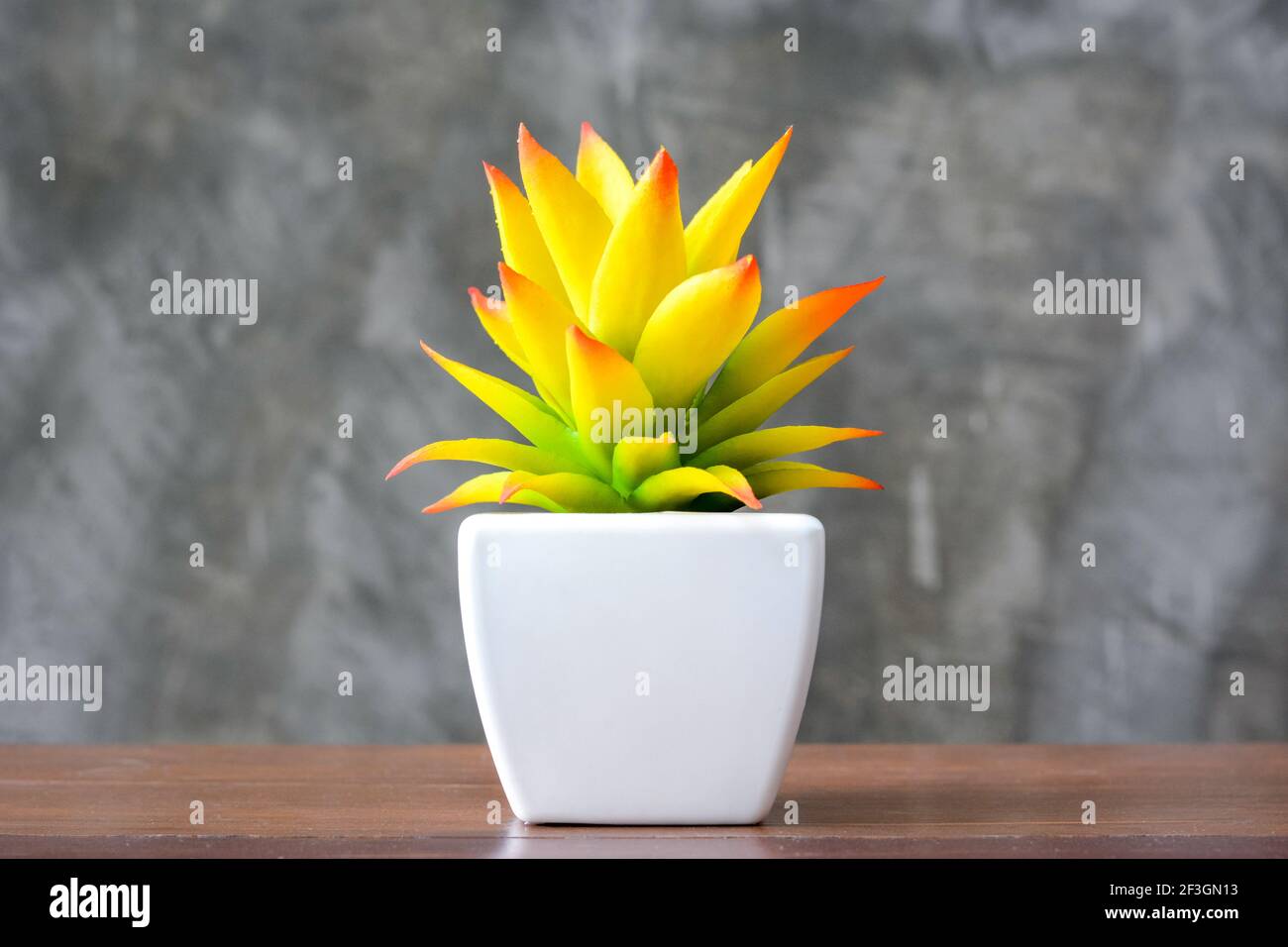 Decorative colorful yellow houseplant in small white pot Stock Photo ...