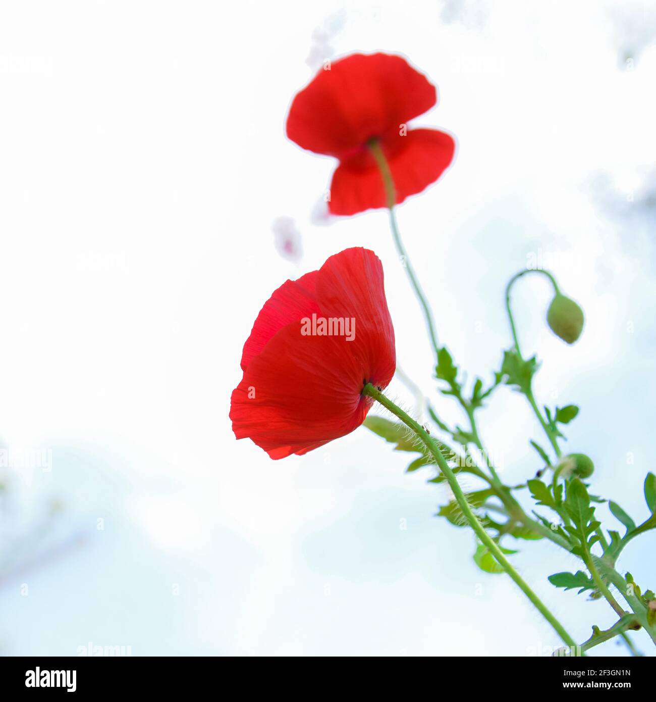 Red poppy (or opium) flowers on white cloud background Stock Photo - Alamy