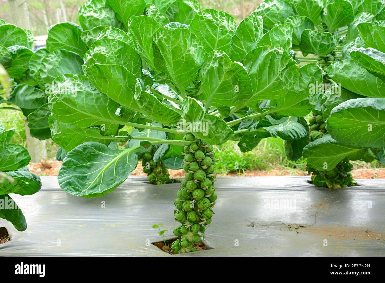 Brussels sprout vegetable in the farm Stock Photo - Alamy
