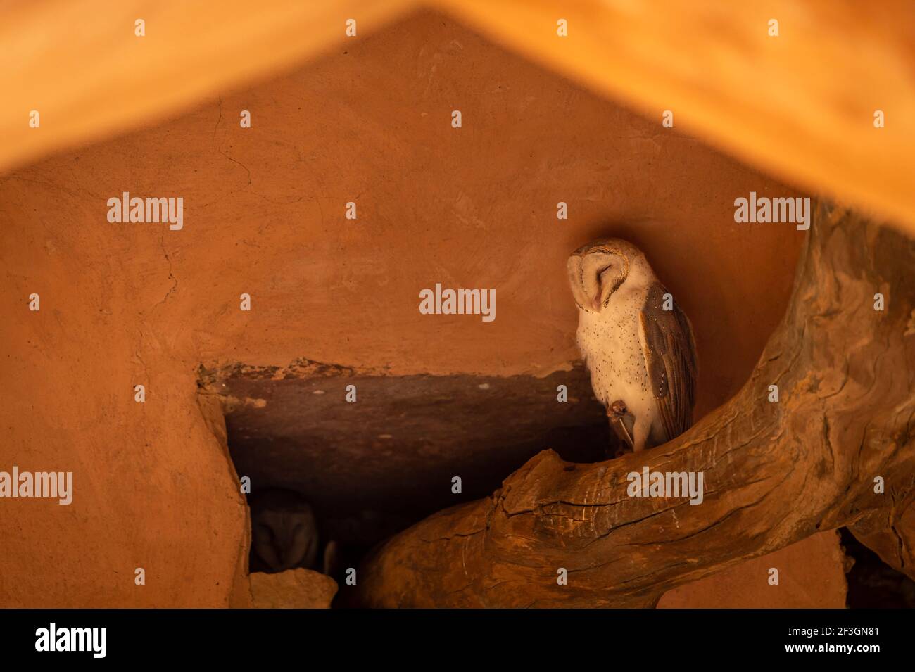 barn owl or Tyto alba perched and sleeping on a dead tree trunk in ...