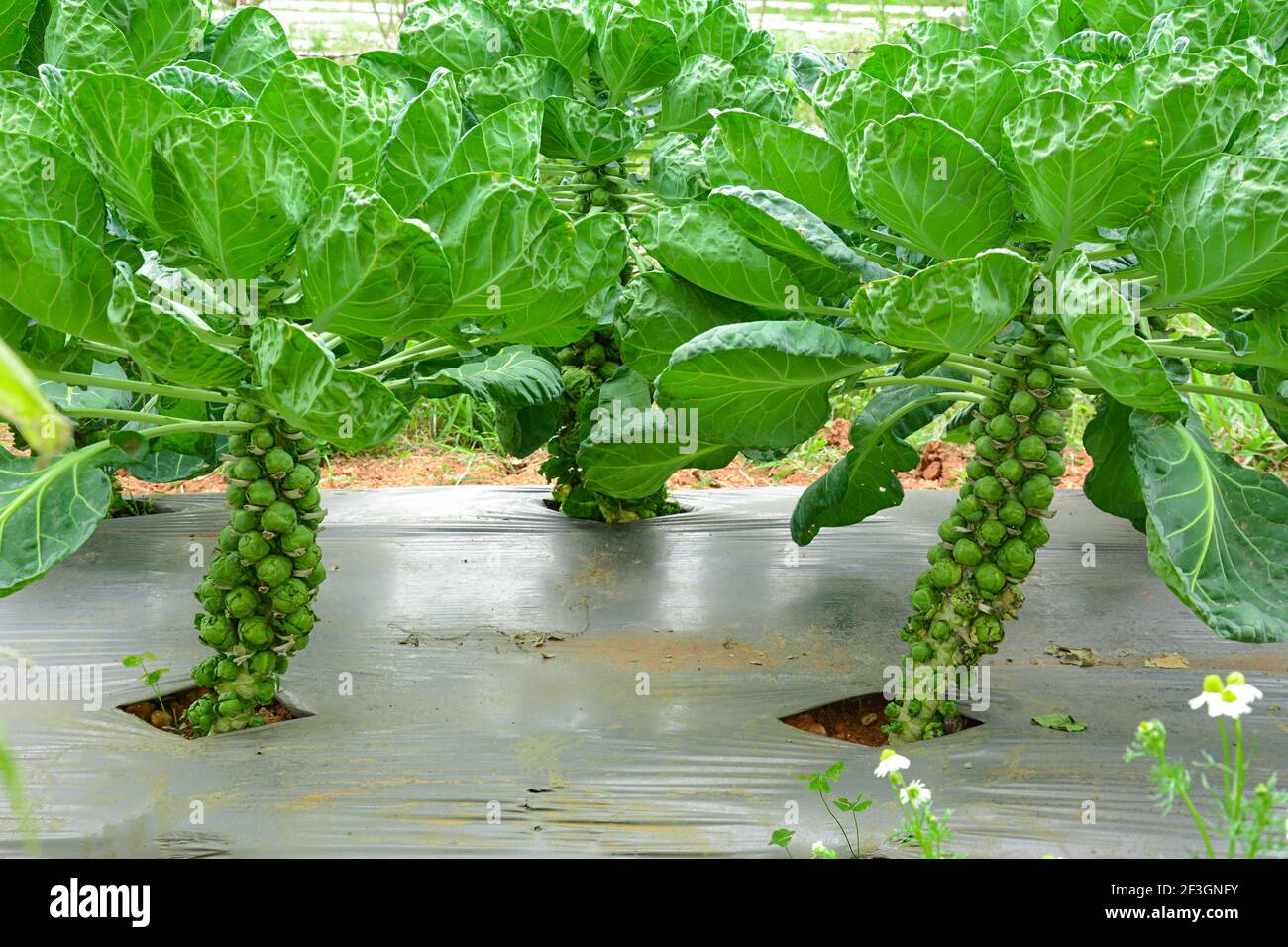 Brussels sprout vegetable in the farm Stock Photo - Alamy