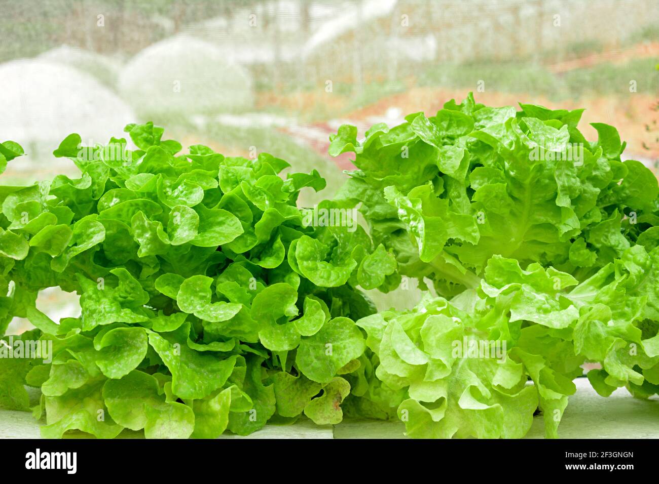 Green oak leaf hi-res stock photography and images - Alamy