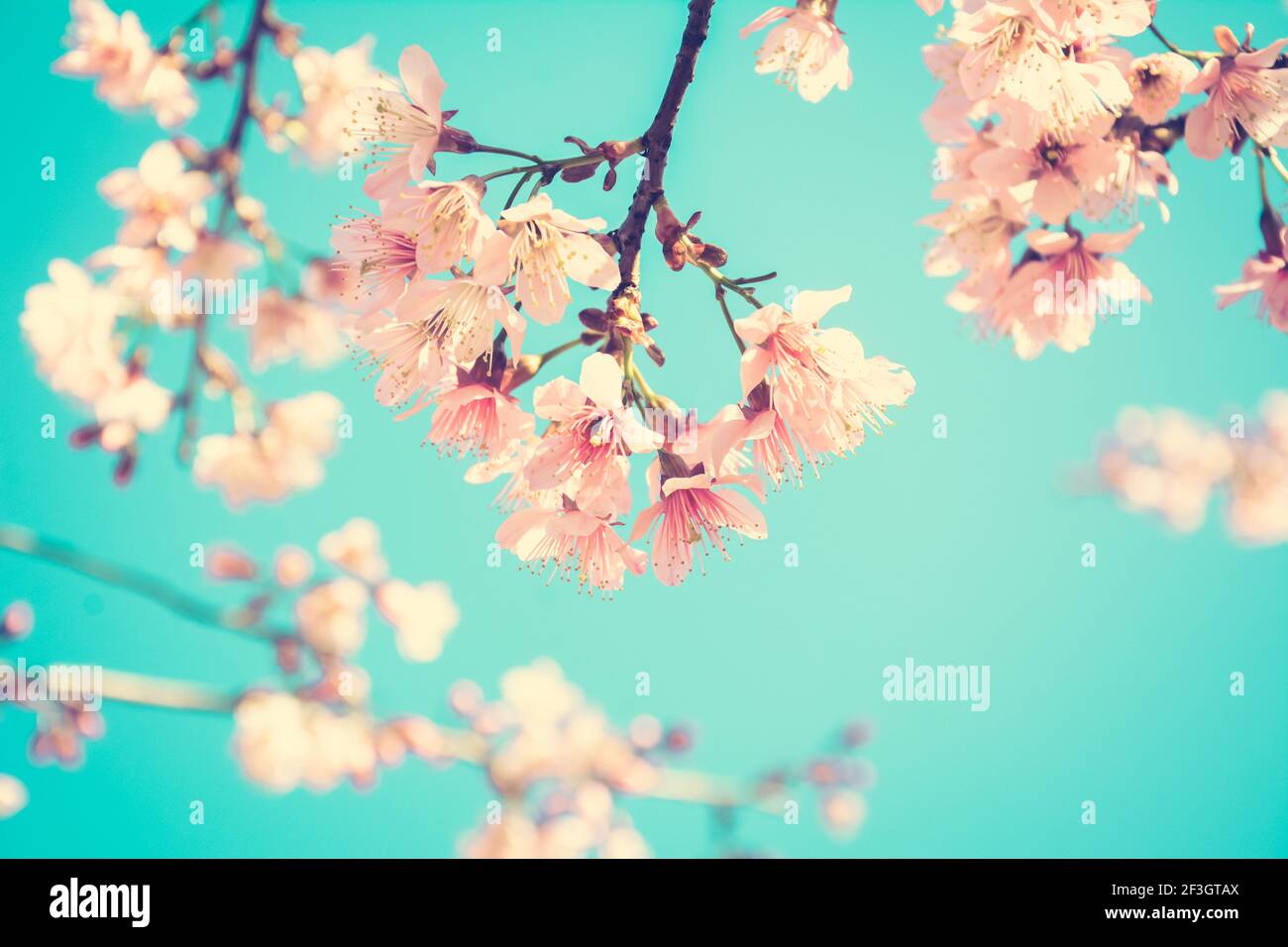Pink Sakura flower blooming on blue sky background - vintage (retro ...