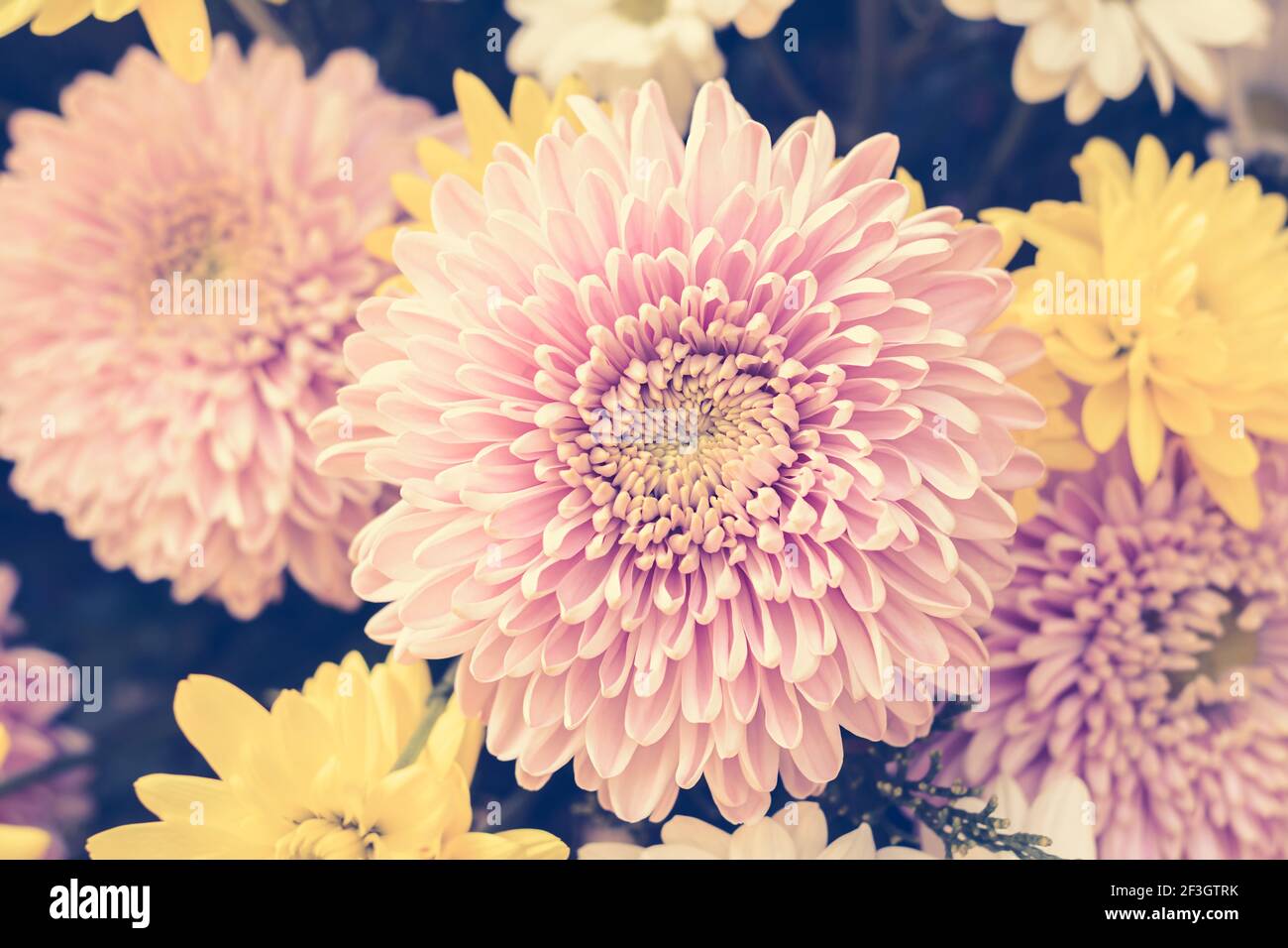 Beautiful pale yellow chrysanthemum flower hi-res stock photography and ...