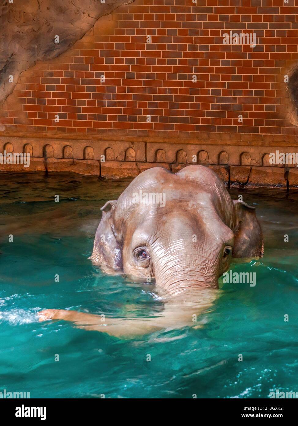 Elephant in water zoo hi-res stock photography and images - Alamy
