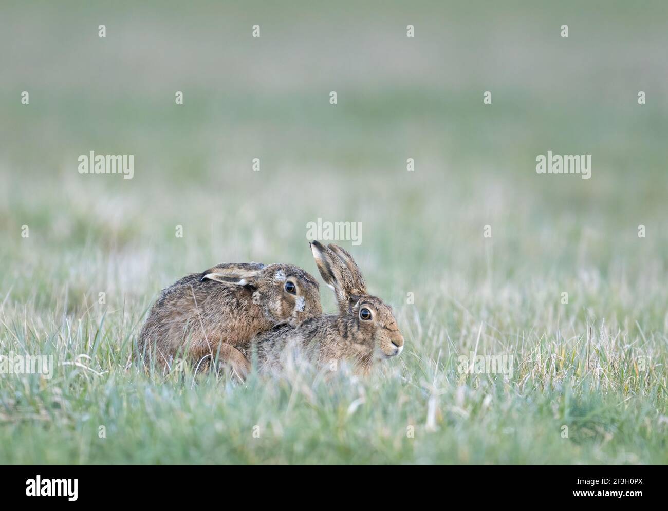Pair of hares hi-res stock photography and images - Alamy