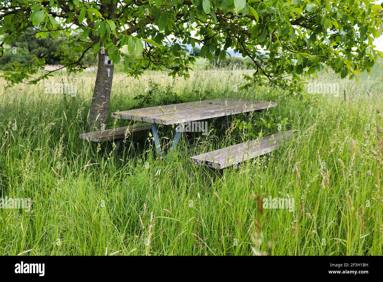 Tree next to a picnic table with weeds and grass growing over it in ...