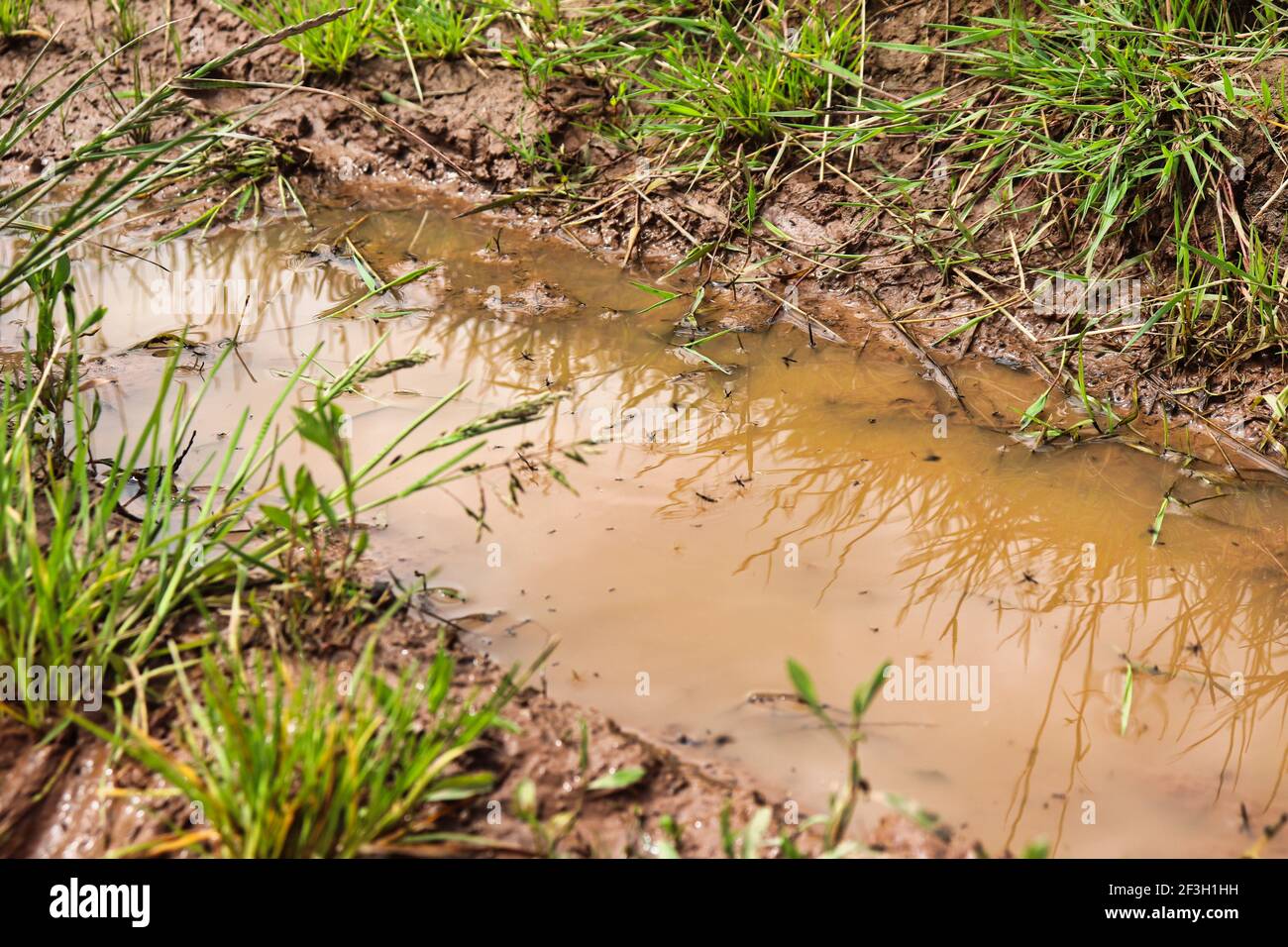 Mud Bugs High Resolution Stock Photography and Images - Alamy