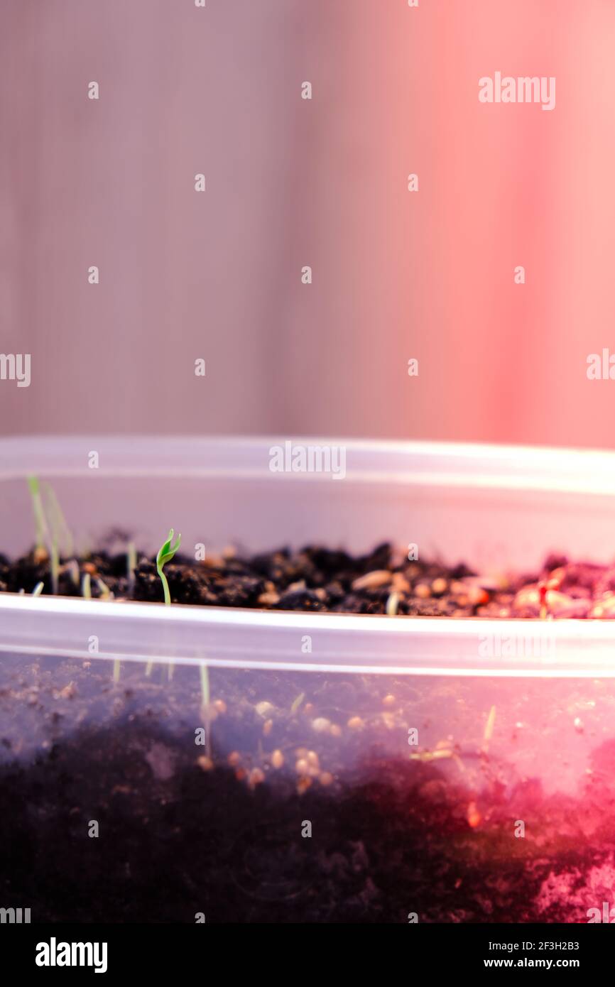 Seedlings in pots at home. Early seedlings grown from seeds in boxes at ...