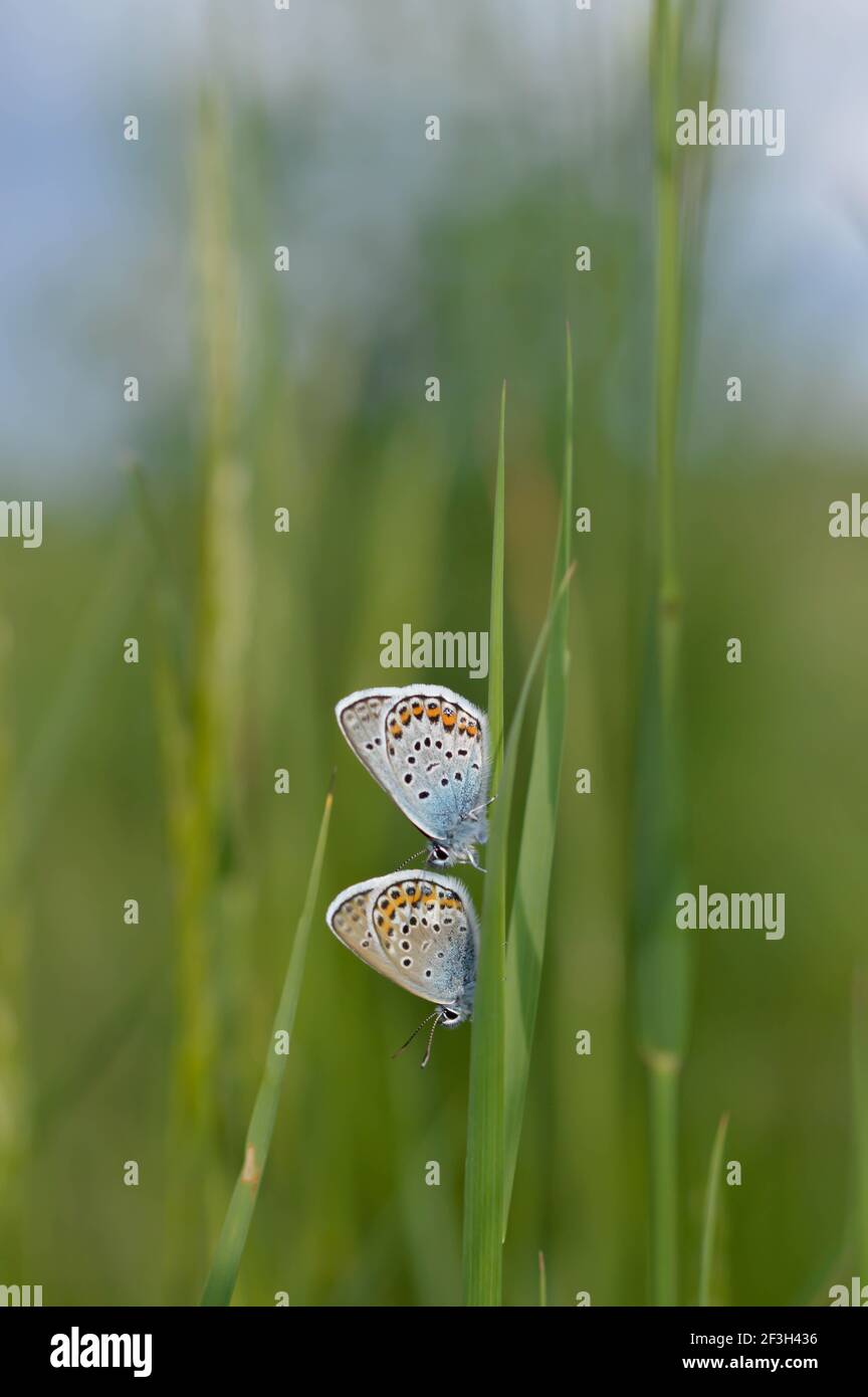 Two common blue butterflies on a plant in nature close up, macro ...