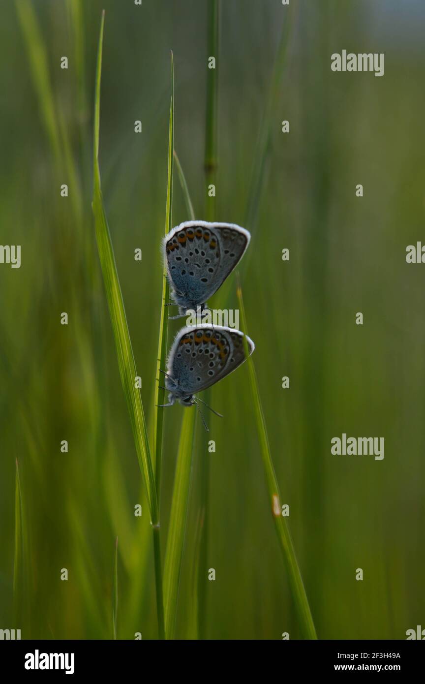 Two common blue butterflies on a plant in nature close up, macro ...