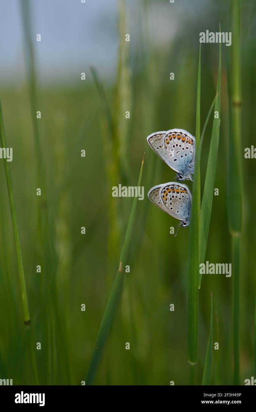 Two common blue butterflies on a plant in nature close up, macro ...