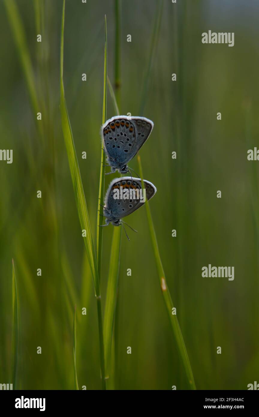 Two common blue butterflies on a plant in nature close up, macro ...